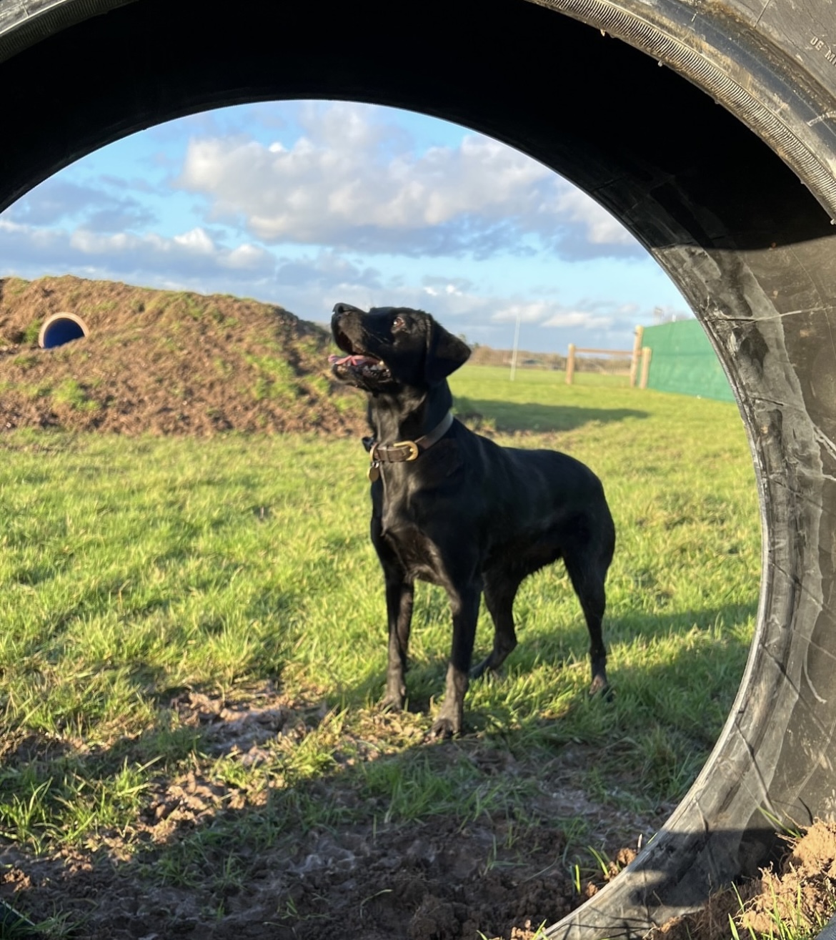 Gallery Harbury Fields Secure Dog Walking Fields