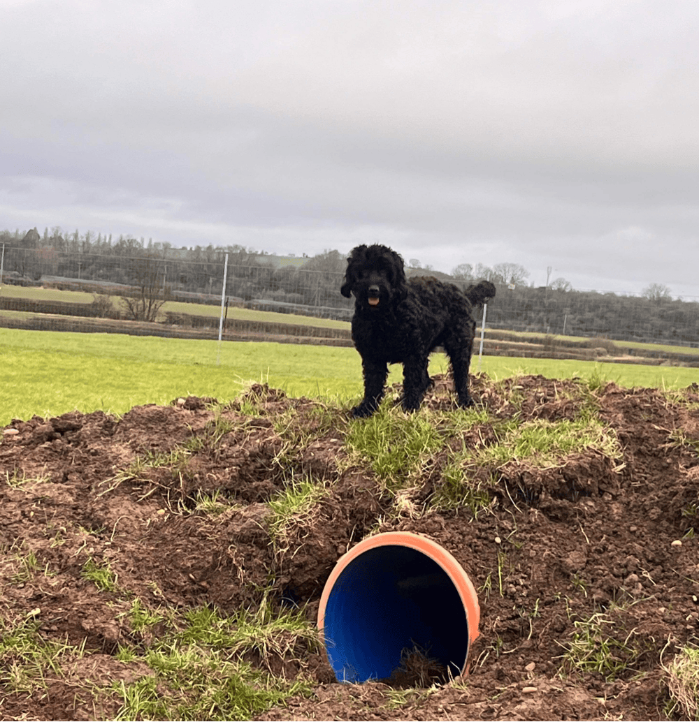 Gallery Harbury Fields Secure Dog Walking Fields