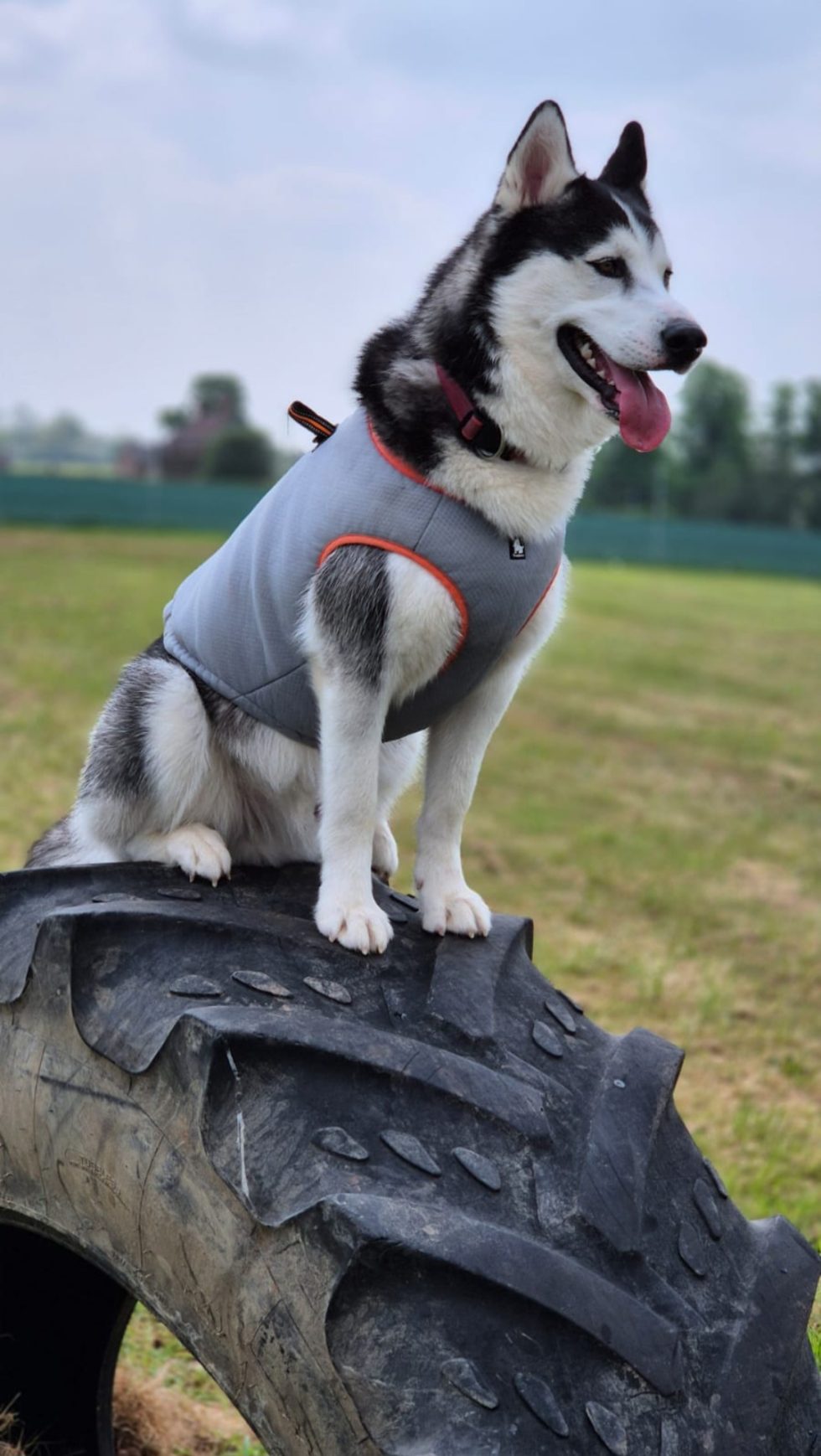 Gallery | Harbury Fields Secure Dog Walking Fields